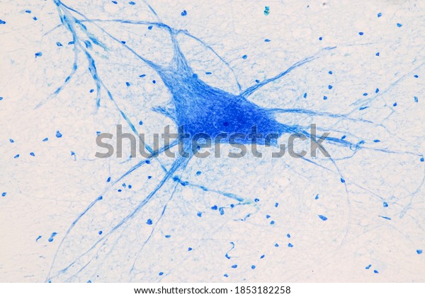 Motor Neuron Under Microscope Lab Stock Photo 1853182258 | Shutterstock
