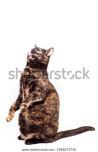 Mottled Tortoiseshell Cat Sits Comically On Stock Photo 1986073736 ...