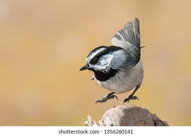 Mountain Chickadee Jumping Stock Photo 1356260141 | Shutterstock