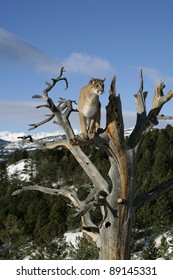 8,650 Mountain lion in a tree Images, Stock Photos & Vectors | Shutterstock