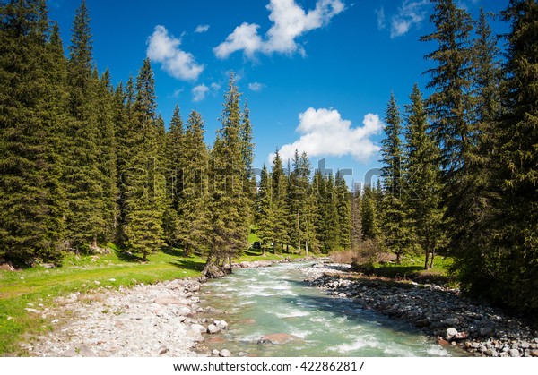 Mountain River Pine Forest Stock Photo (Edit Now) 422862817