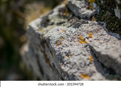 Tree Crying Golden Tears Forest Park Stock Photo 1743997916 | Shutterstock