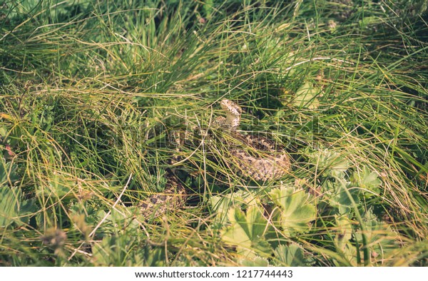 Mountain Snake Hidden Grass While Watching Stock Photo (Edit Now ...