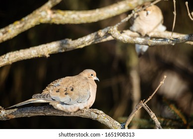 Mourning Doves Sitting Evergreen Tree Snuggled Stock Photo 1651908313 ...