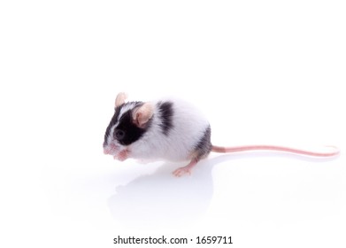 Black Little Mouse Sitting On Rope Stock Photo 244477060 | Shutterstock