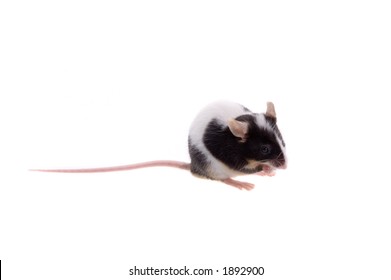 1,416 Mouse animation Images, Stock Photos & Vectors | Shutterstock