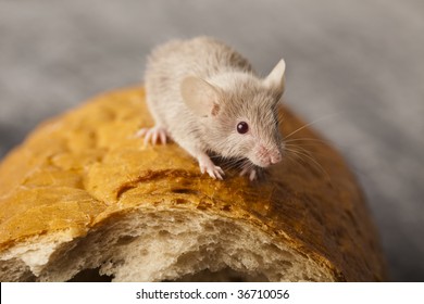 693 imagens de Mouse eating bread Imagens, fotos stock e vetores ...