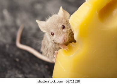 3,833 Rats eating cheese Images, Stock Photos & Vectors | Shutterstock