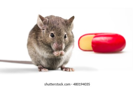 39,668 Mouse eye Images, Stock Photos & Vectors | Shutterstock