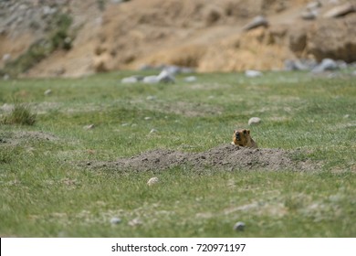 Antelope Running African Savanna Stock Photo 426489355 | Shutterstock