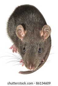 1,039 Ugly mouse Stock Photos, Images & Photography | Shutterstock