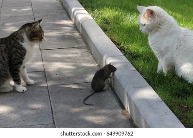 5,052 Cat mouse friends Images, Stock Photos & Vectors | Shutterstock