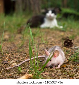 67 Hairless house mouse Images, Stock Photos & Vectors | Shutterstock