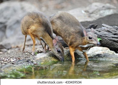 Mouse Deerone Smallest Deer Origin South Stock Photo 433459534 ...