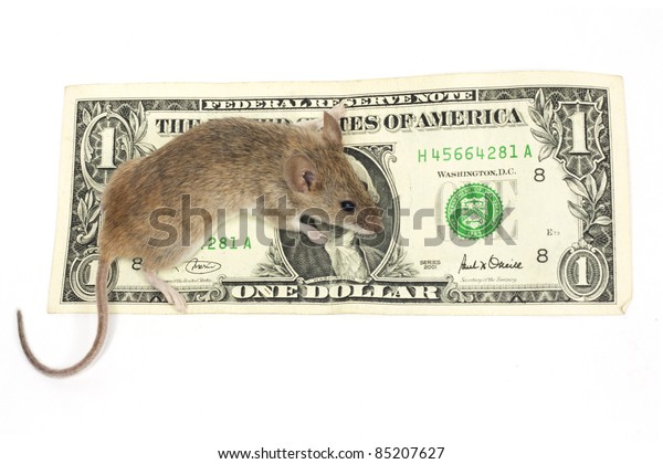 Mouse Dollar On White Background Stock Photo 85207627 | Shutterstock