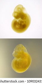 58 Mouse embryo Images, Stock Photos & Vectors | Shutterstock