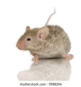 1,039 Ugly mouse Stock Photos, Images & Photography | Shutterstock