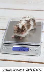 84,402 Grey mouse Images, Stock Photos & Vectors | Shutterstock