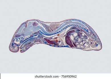2,366 Mouse brain Images, Stock Photos & Vectors | Shutterstock