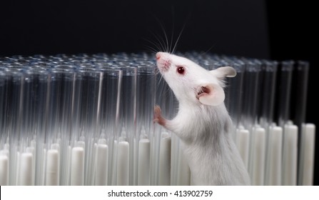 9,835 Mouse Lab Images, Stock Photos & Vectors | Shutterstock