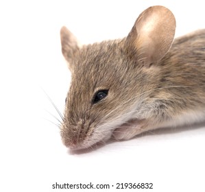 Mouse On White Background Stock Photo 219366832 | Shutterstock