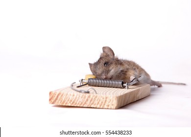 Mouse Trap Stock Photo 554438233 | Shutterstock