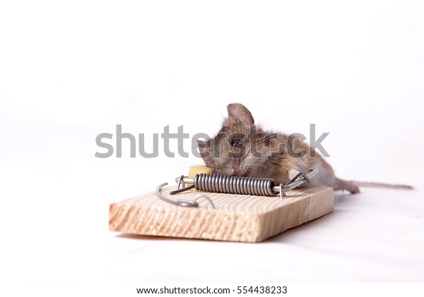 Mouse Trap Stock Photo 554438233 | Shutterstock