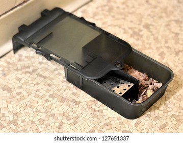 Mouse Trap Chocolates Inside Stock Photo 127651337 | Shutterstock