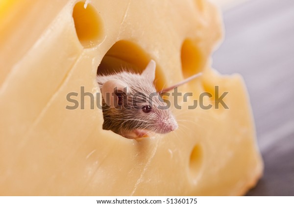 Mouse Vs Cheese Stock Photo (Edit Now) 51360175