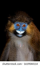 320 Moustache monkey Images, Stock Photos & Vectors | Shutterstock