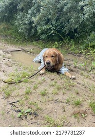 Mud Baths Charming Dog Stock Photo 2179731237 | Shutterstock