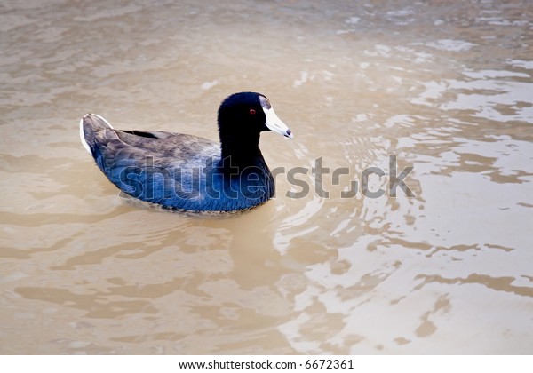 Mud Duck Stock Photo 6672361 | Shutterstock