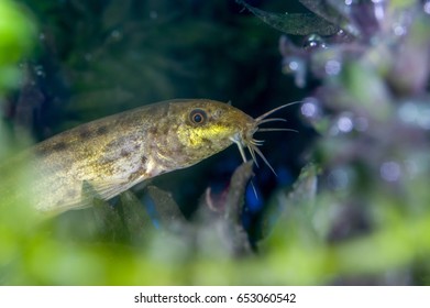 87 imagens de Mud loach Imagens, fotos stock e vetores | Shutterstock