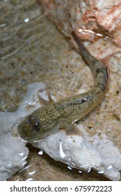Mud Skipper Stock Photo 675972223 | Shutterstock