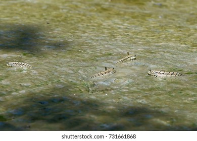 Mudskipper Fish Walking On Mud Oxudercinae Stock Photo 731661868 ...