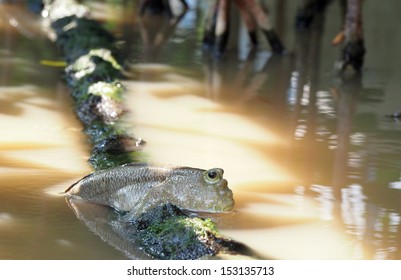 Mudskipper Mangrove Forest Stock Photo 153135713 | Shutterstock