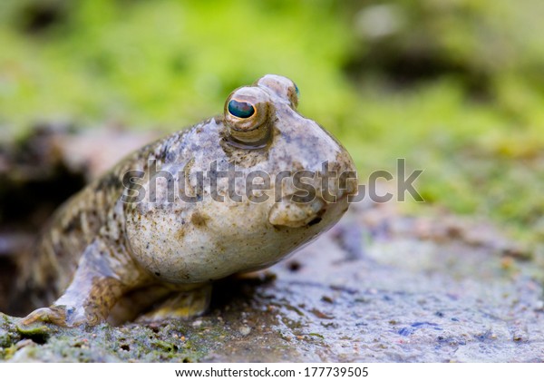 Mudskipper On Mud Flat Skipper Stock Photo (Edit Now) 177739505