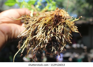 201 Mulberry tree roots Images, Stock Photos & Vectors | Shutterstock