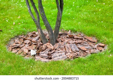 270 Mulch around tree Images, Stock Photos & Vectors | Shutterstock