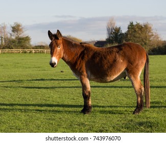 1,406 Mule profile Images, Stock Photos & Vectors | Shutterstock
