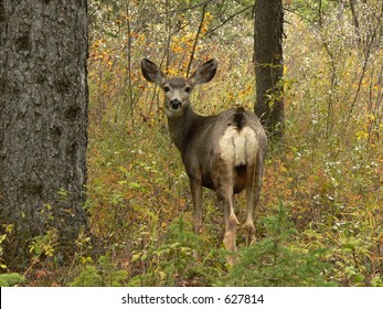 Stock Photo and Image Portfolio by Jason Cheever | Shutterstock