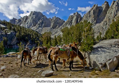 520 Mule Train Images, Stock Photos & Vectors | Shutterstock