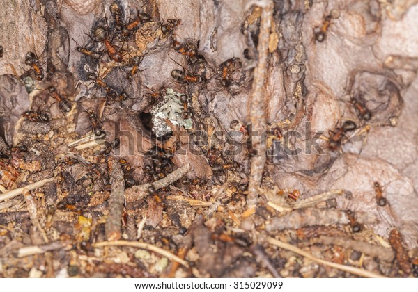 Multi Ants Stock Photo 315029099 | Shutterstock