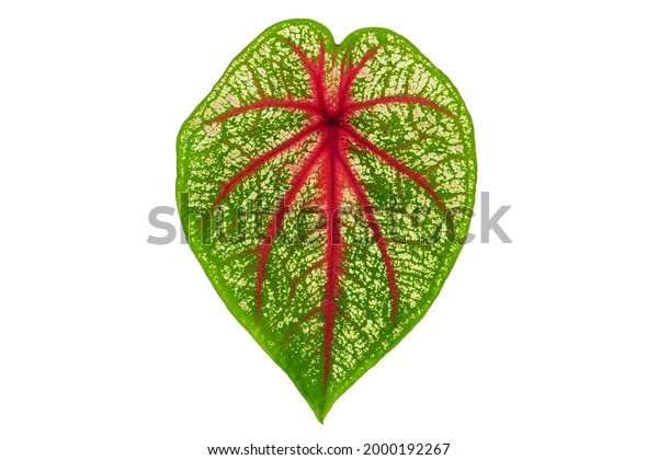 Multi Color Caladium Leaf Isolated On Stock Photo 2000192267 | Shutterstock