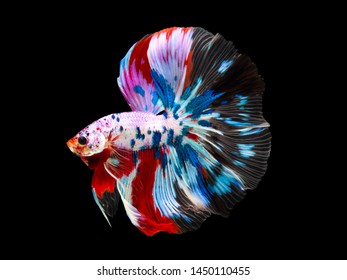 Multi Color Siamese Fighting Fishrosetailhalf Moonfighting Stock Photo ...