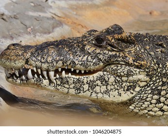 Multi Colored Alligator Sharp Teeth Showing Stock Photo 1046204875 ...