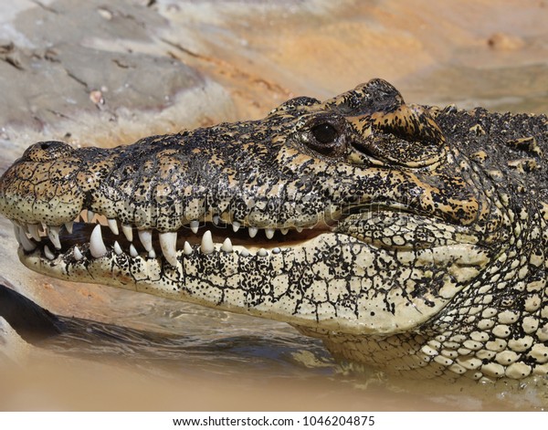 Multi Colored Alligator Sharp Teeth Showing Stock Photo 1046204875 ...