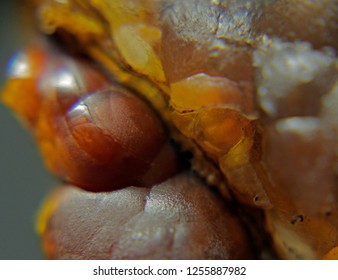 1,265 imágenes de Fire agate - Imágenes, fotos y vectores de stock ...
