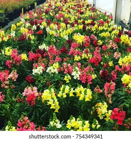 Multi Colored Flowered Snapdragons Growing Flats Stock Photo 754349341 ...