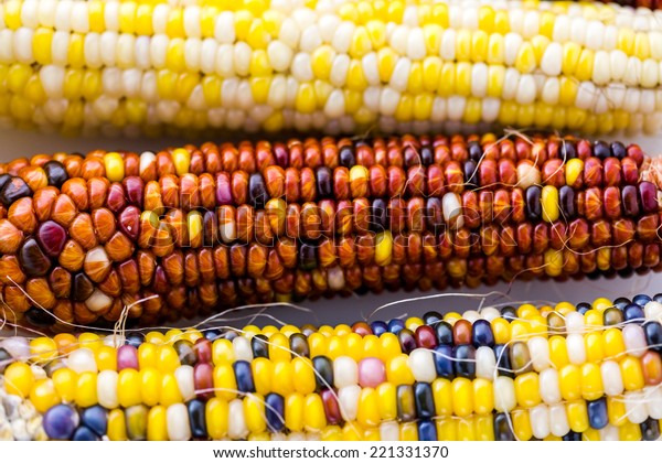 Multi Colored Indian Corn Made Thanksgiving Stock Photo 221331370 ...